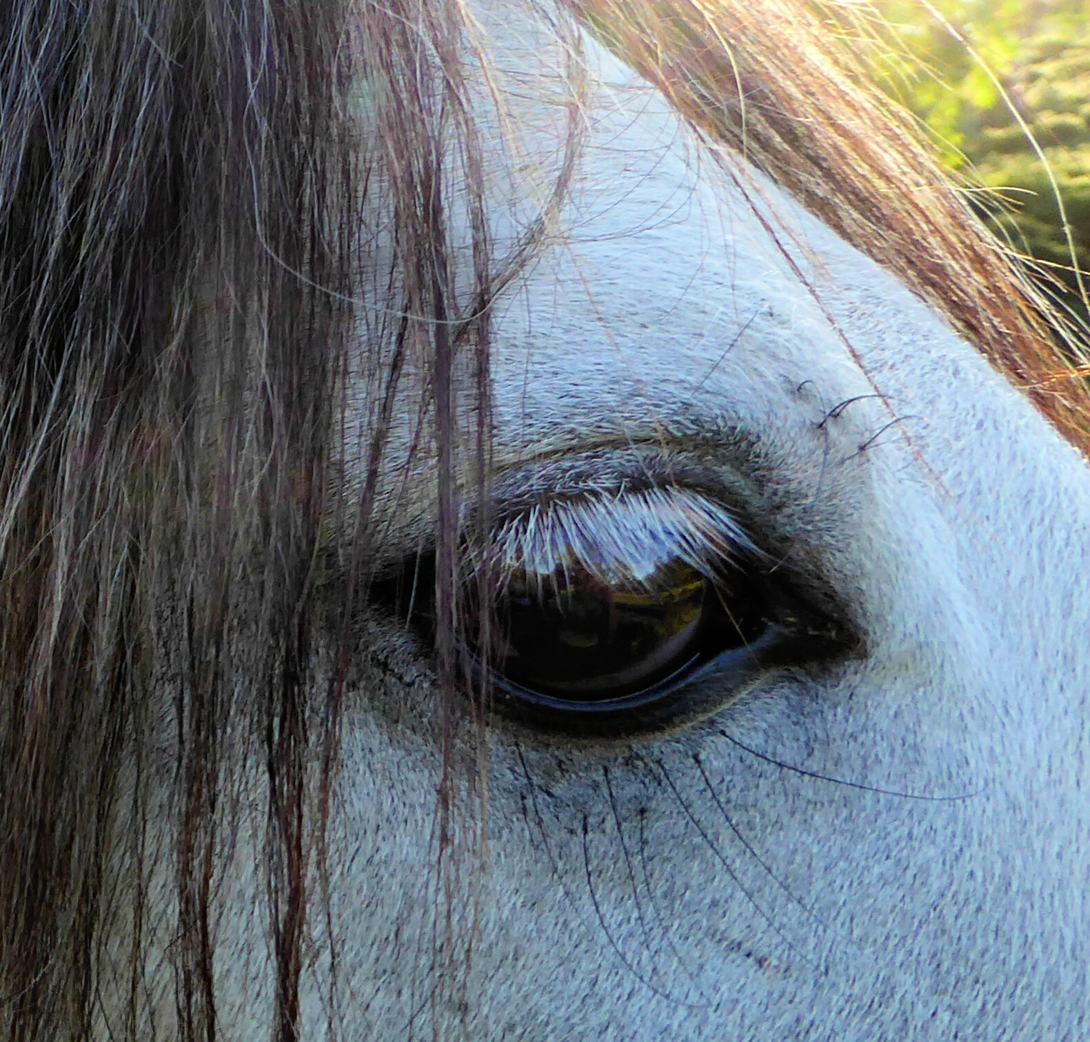 Split Rock Mountain » How do horses see?
